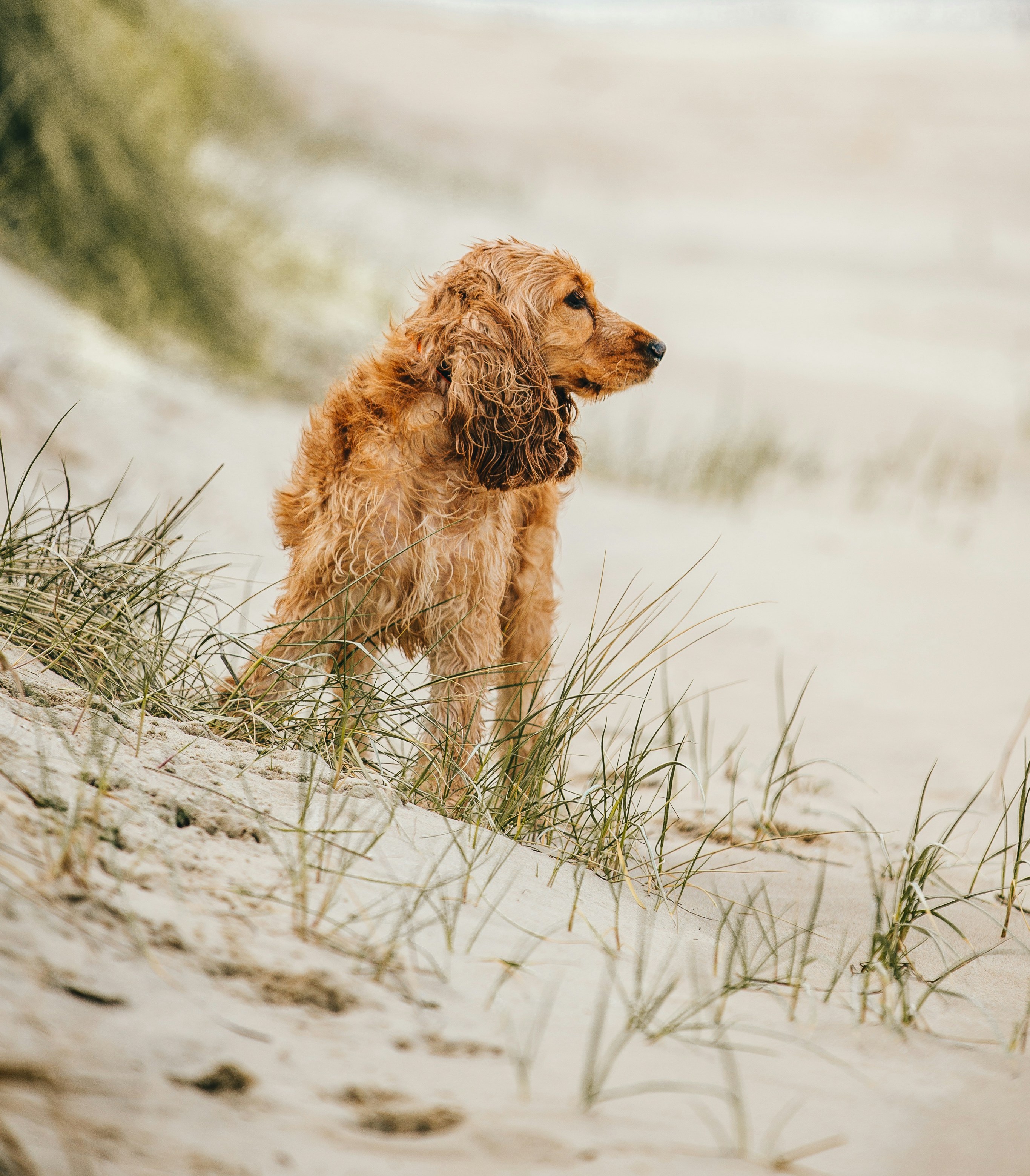 Dog Friendly Staycations In Cornwall | Best Pet Friendly Holiday ...