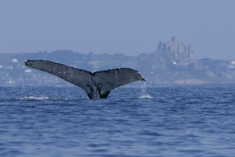 The best places to spot sea life in Cornwall and most recent sightings ...