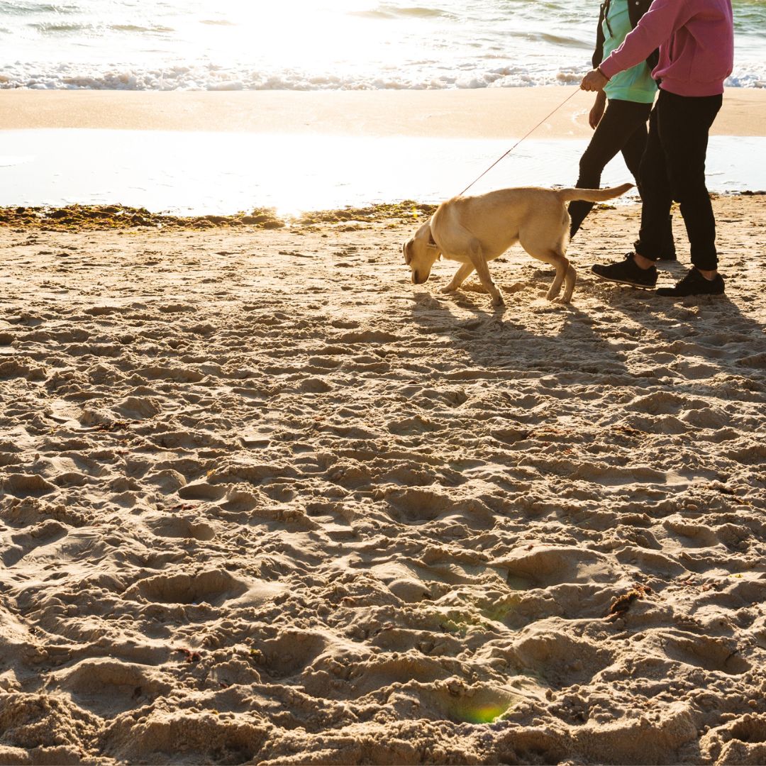 Top 10 Family & Dog Friendly Beaches in Cornwall | Select Cornwall